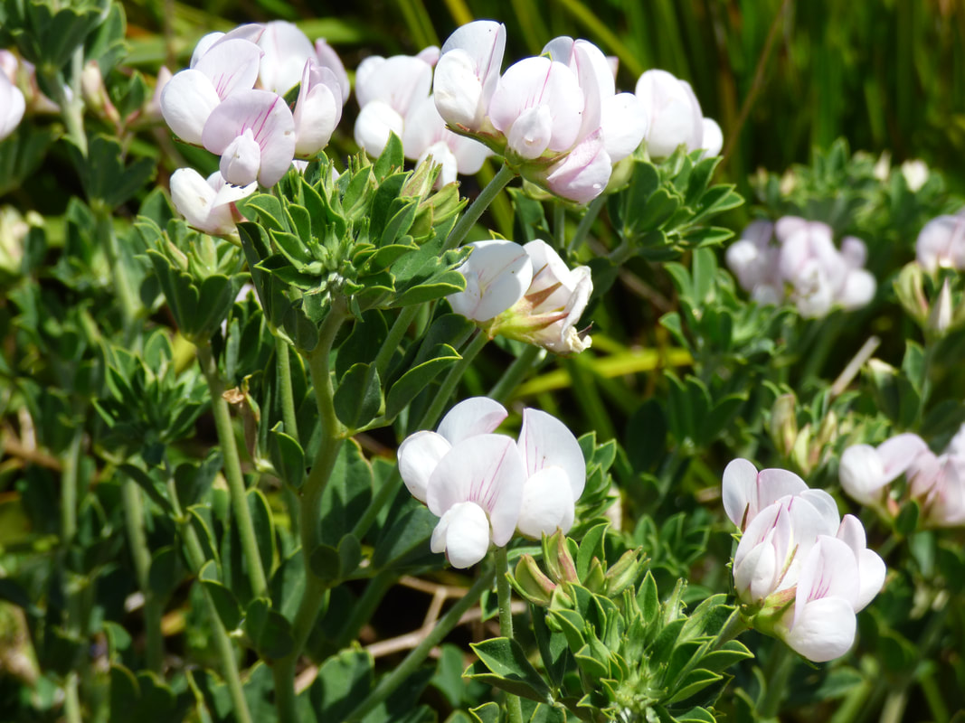 PLANT NATIVES - Home