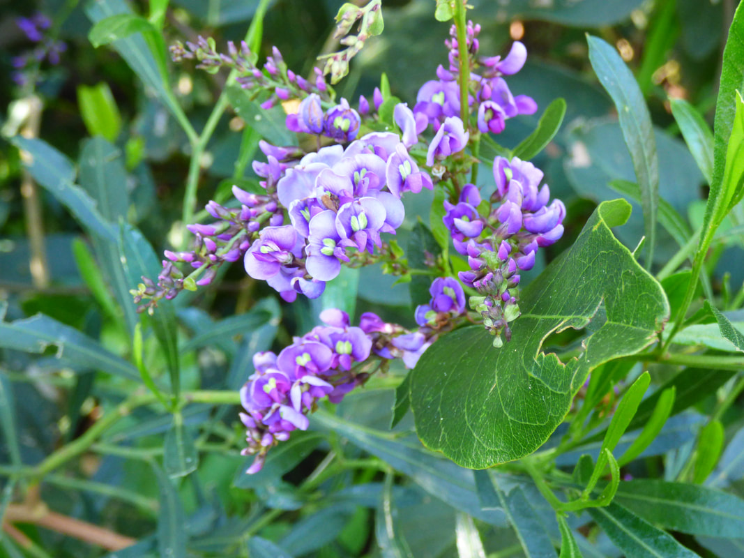 PLANT NATIVES - Home