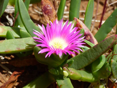 Orders - PLANT NATIVES